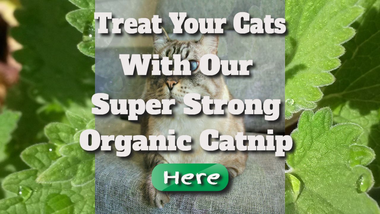 What is the difference between catmint and catnip. - Click2Check