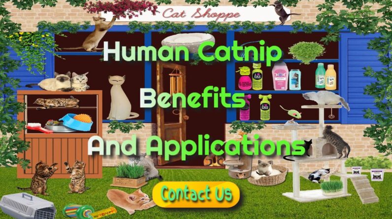 Human Catnip Benefits and Applications | Unity Pets