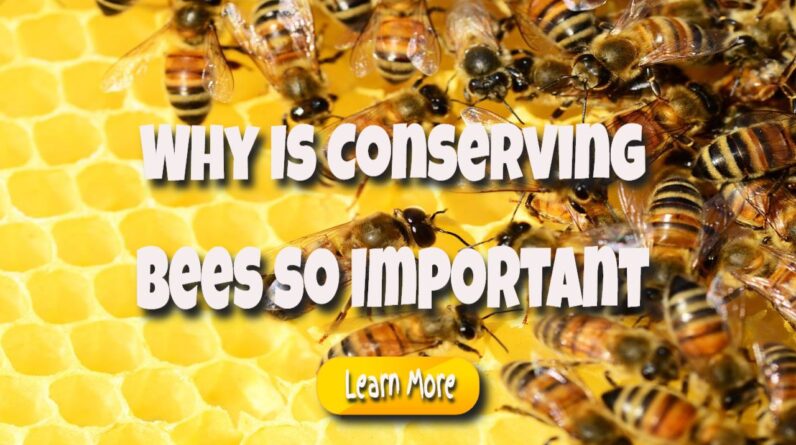 Why Is Conserving Bees so Vital for People and the Environment? | Unity Pets