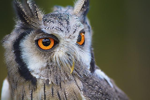 Characteristics and Actions of Owls